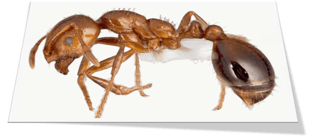 Fire Ant Pest Control in Sevierville, Tennessee - All About Bugs TN