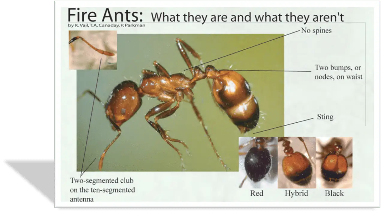 Fire Ant Pest Control in Sevierville, Tennessee - All About Bugs Pest ...