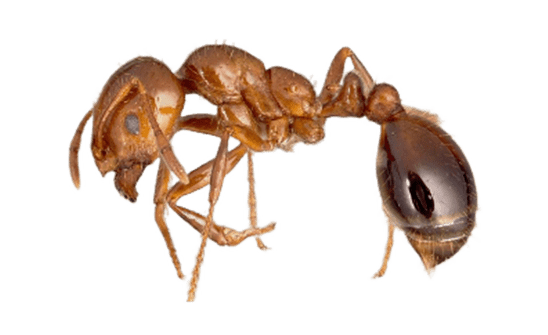 Common Ants in Sevierville and Eastern TN | All About Bugs TN