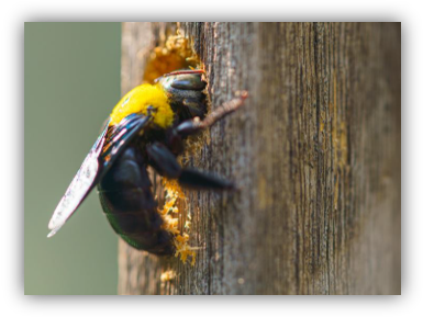 Carpenter Bee Pest Control - All About Bugs | (865) 453-5574